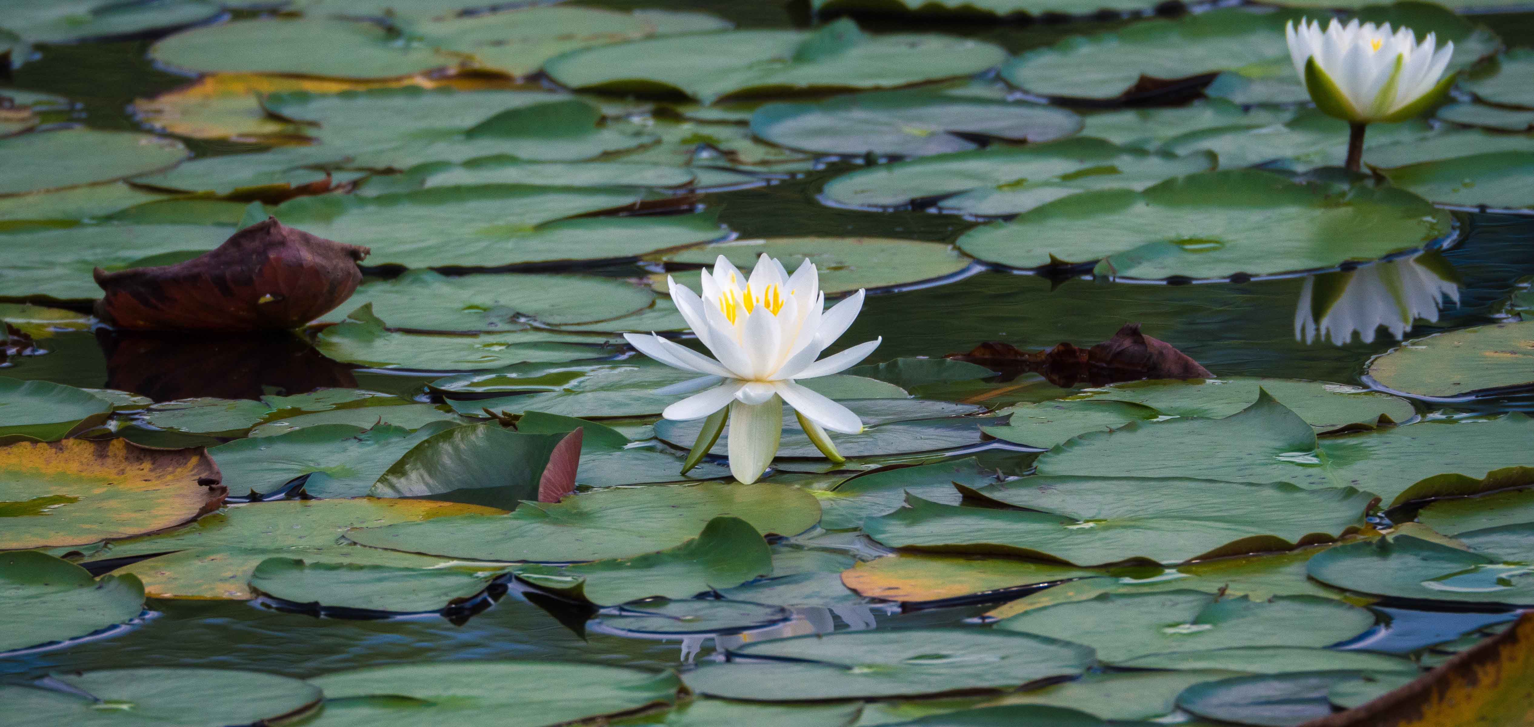 Blockading Pornography Rituals [Quit Porn at the Source]